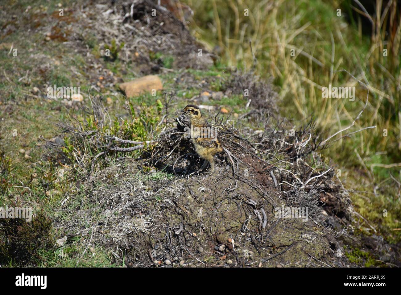 Cute red grouse chick in the yorkshire moorland Stock Photo - Alamy