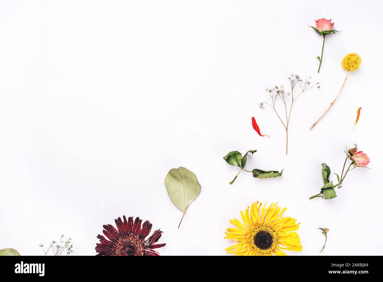 Frame of dry flowers on white background Stock Photo - Alamy