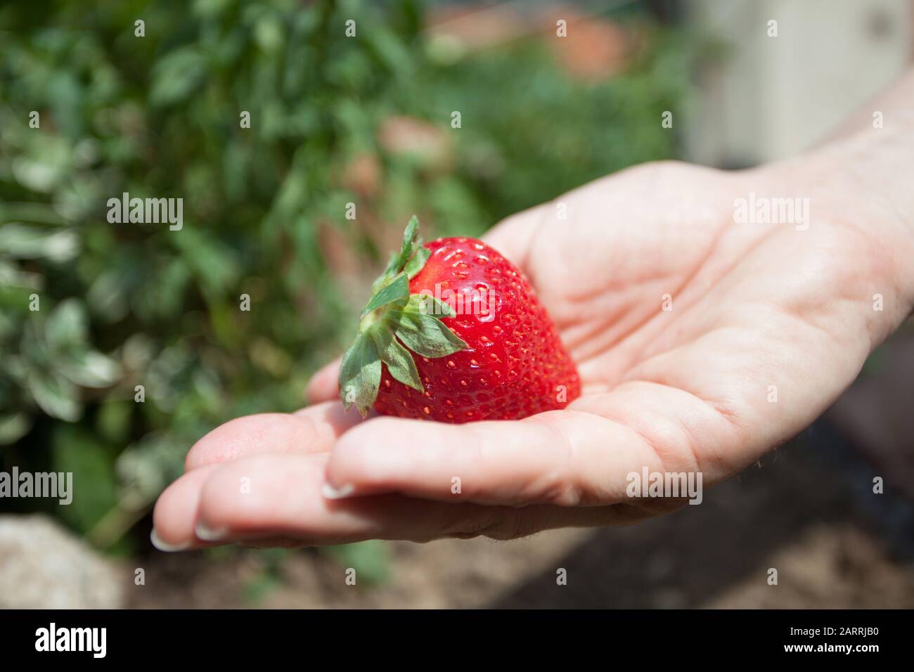 strawberry in hand Stock Photo - Alamy