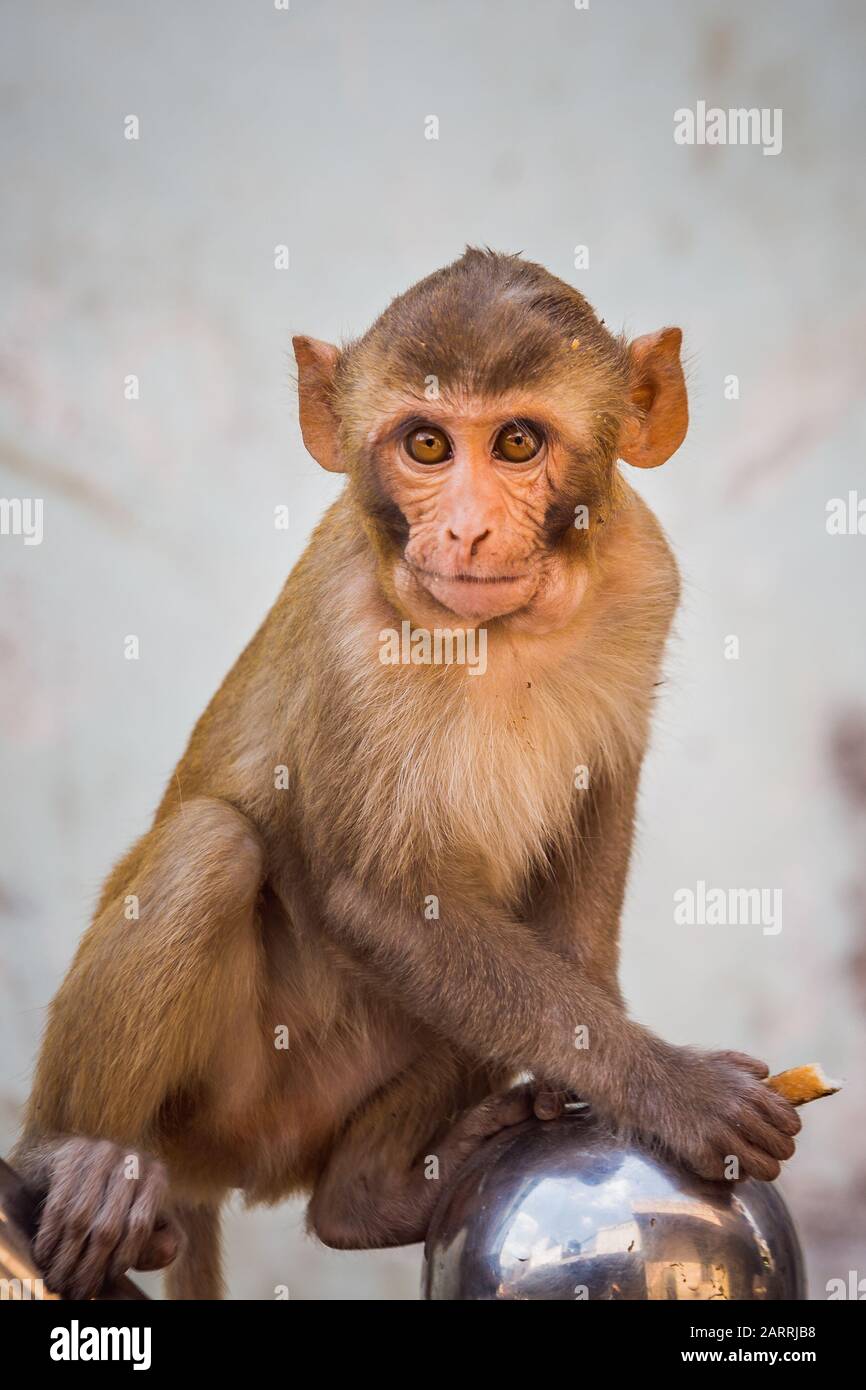 Monkey ritual temple india hi-res stock photography and images - Alamy