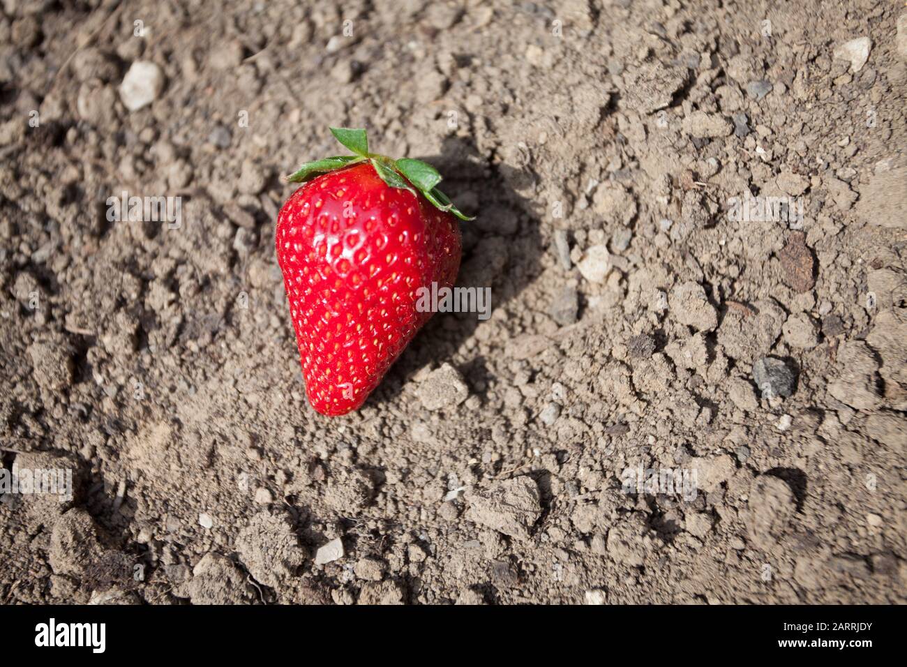 one strawberry on the ground Stock Photo - Alamy
