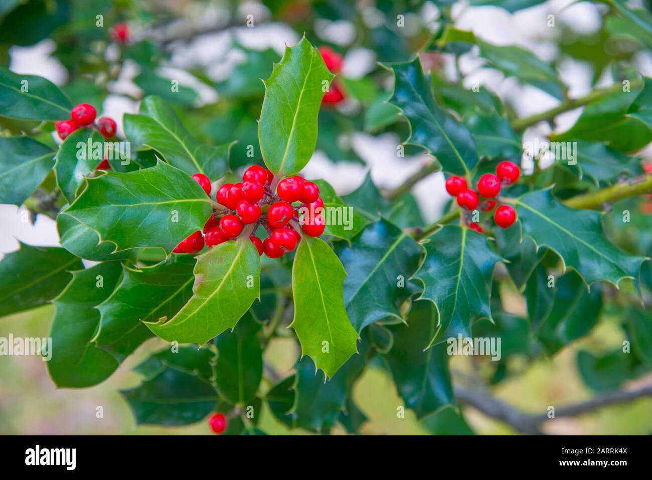 árbol plano hi-res stock photography and images - Alamy