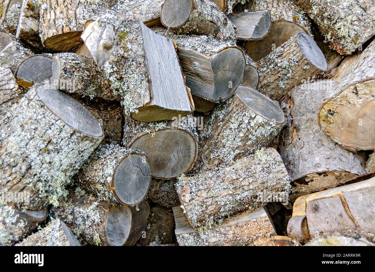 fire wood made from pieces of pine trees overgrown by liches, cut and ...