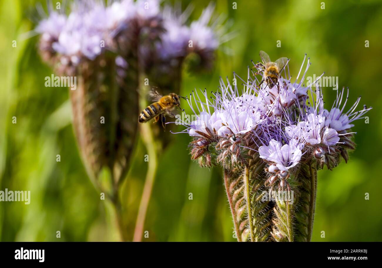 The local farmers have planted the Phacelia tanacetifolia in order to ...