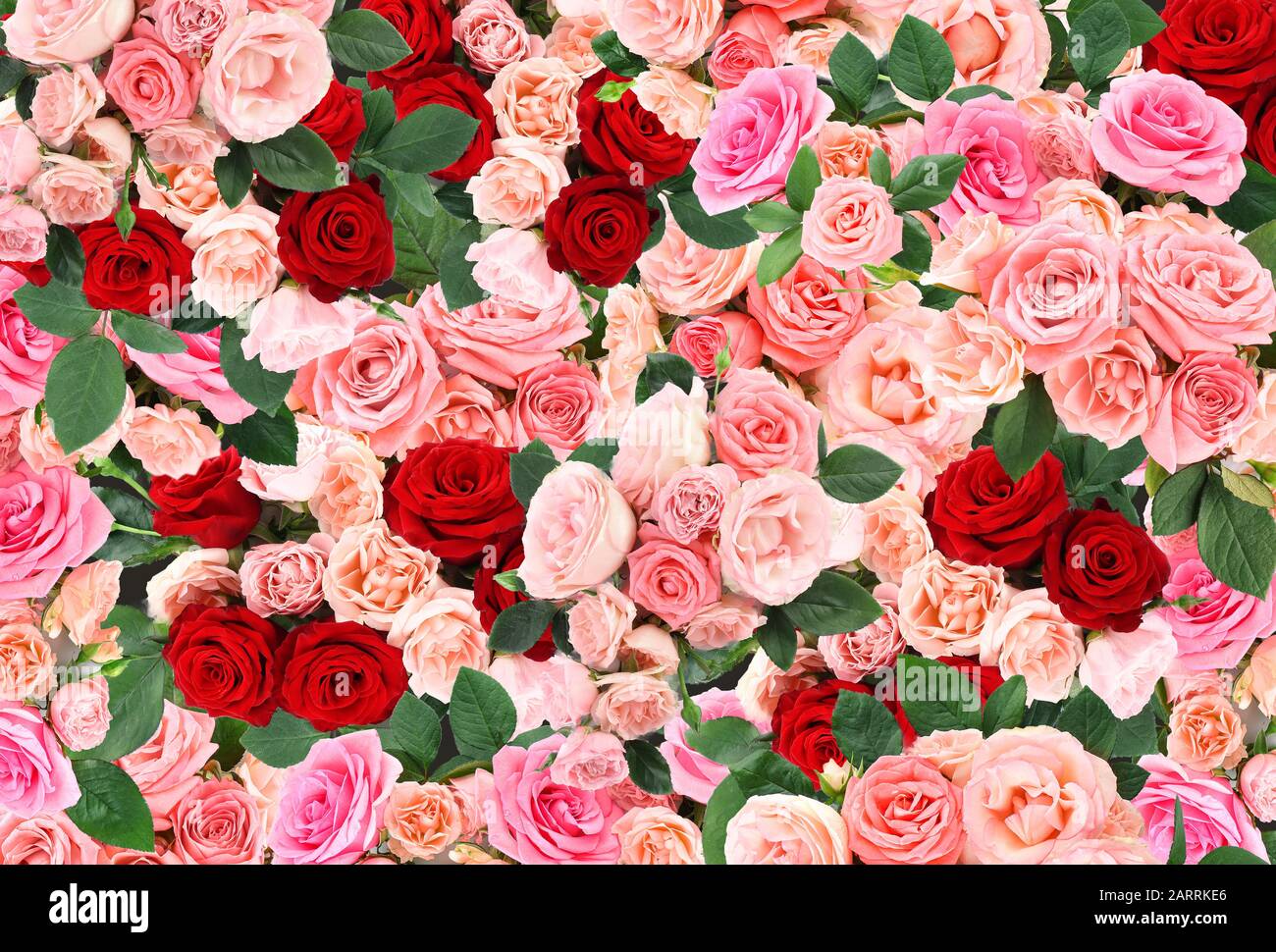 Many beautiful roses as background Stock Photo - Alamy
