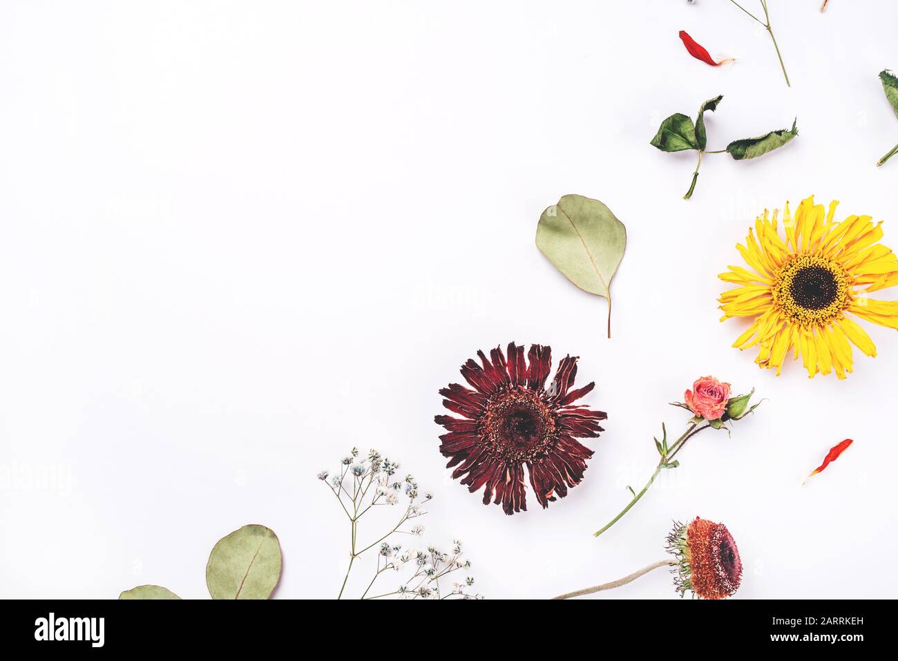 Frame of dry flowers on white background Stock Photo - Alamy