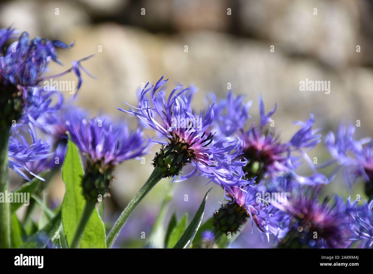 Garden with a very pretty blue bachelor button flower Stock Photo - Alamy