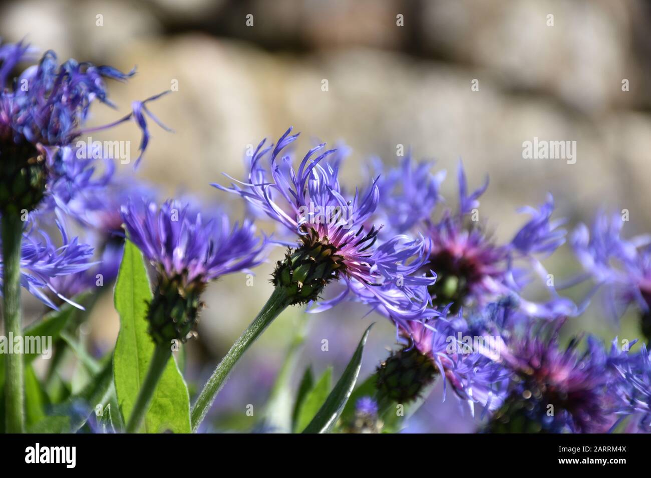 Pretty close up look at a Bachelor's button garden Stock Photo - Alamy