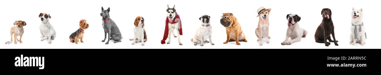 Set of different dogs on white background Stock Photo - Alamy