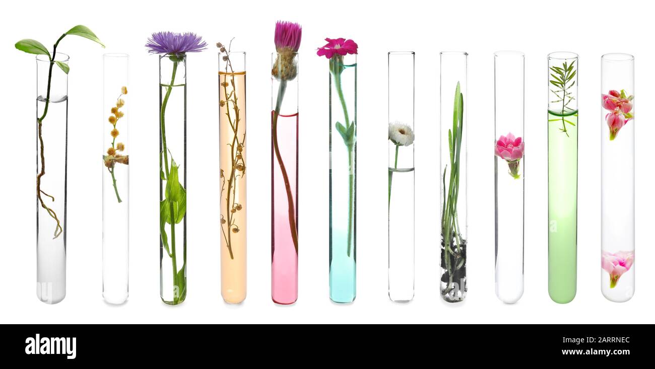 Test tubes with flowers and plants on white background Stock Photo - Alamy