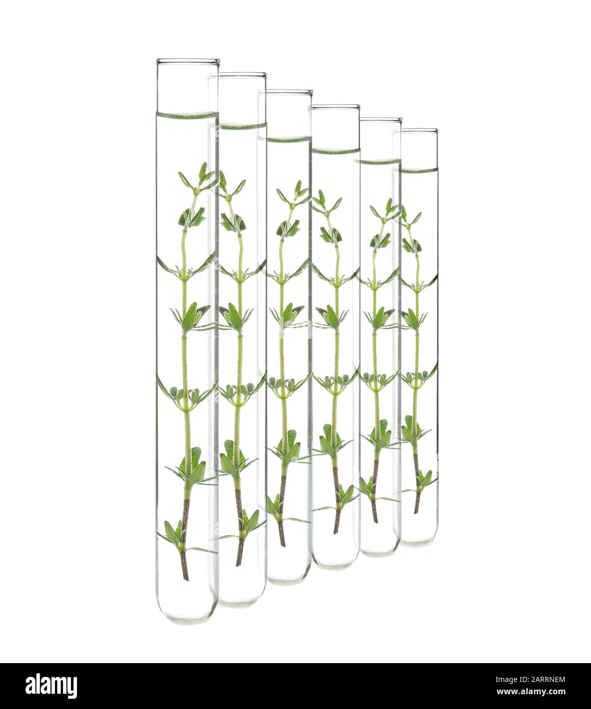 Test tubes with plants on white background Stock Photo - Alamy