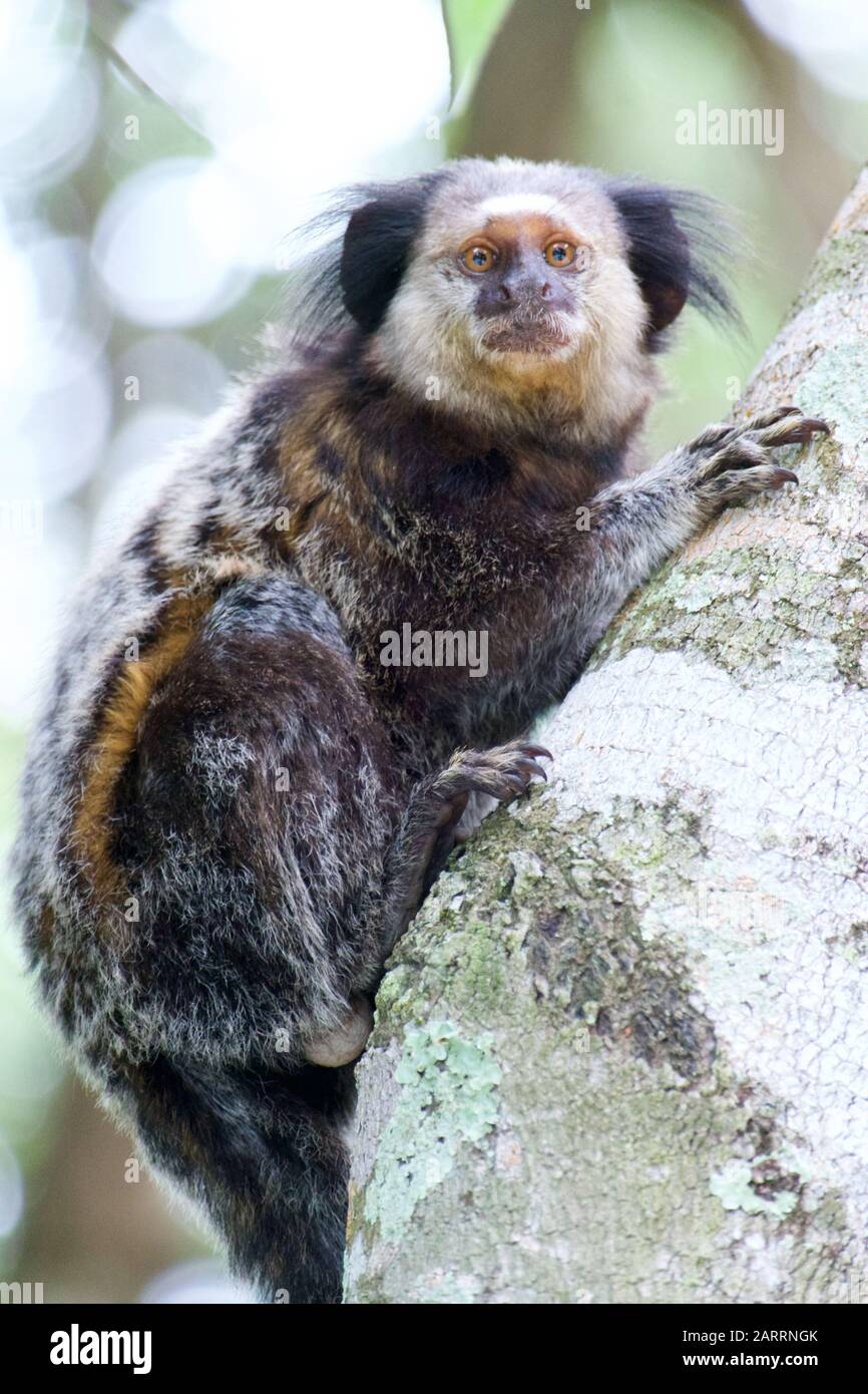 Marmoset monkey hi-res stock photography and images - Alamy