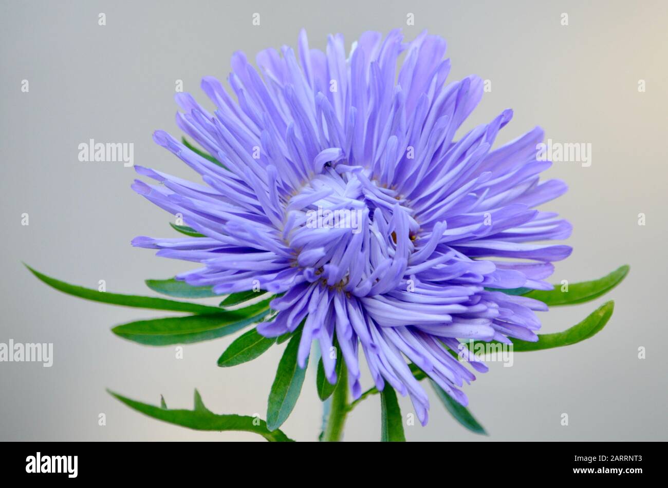 Astra flowers store