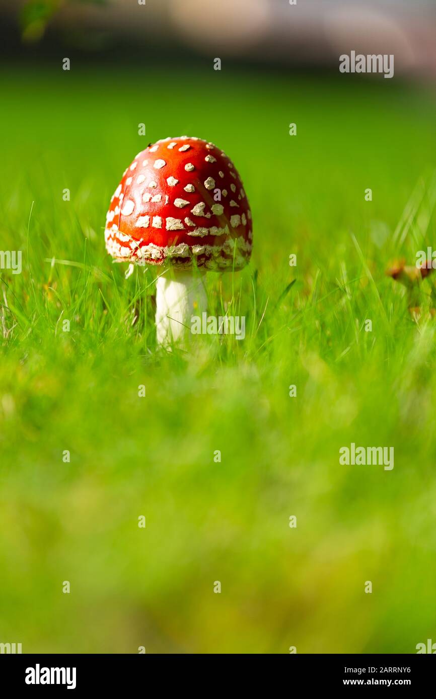 Death Cap Muschroom in Grass Stock Photo - Alamy