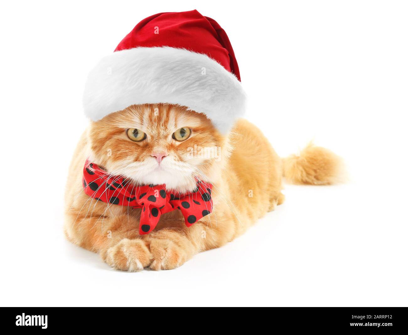 Cute Persian cat in Santa Claus hat on white background Stock Photo - Alamy