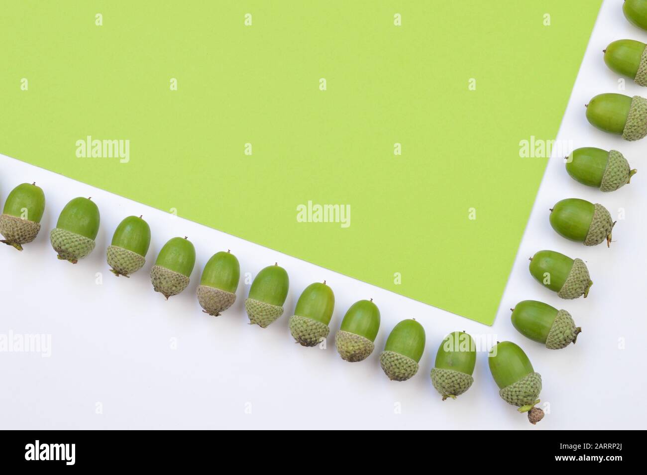 green acorns border on green and white background with copy space Stock ...
