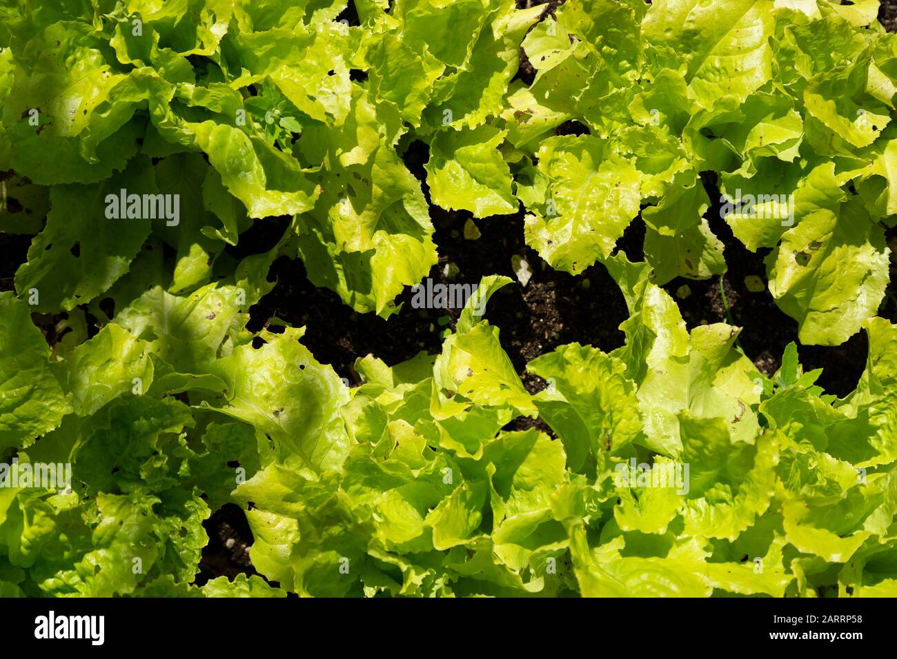 Lettuce Growing in Soil close up Stock Photo - Alamy