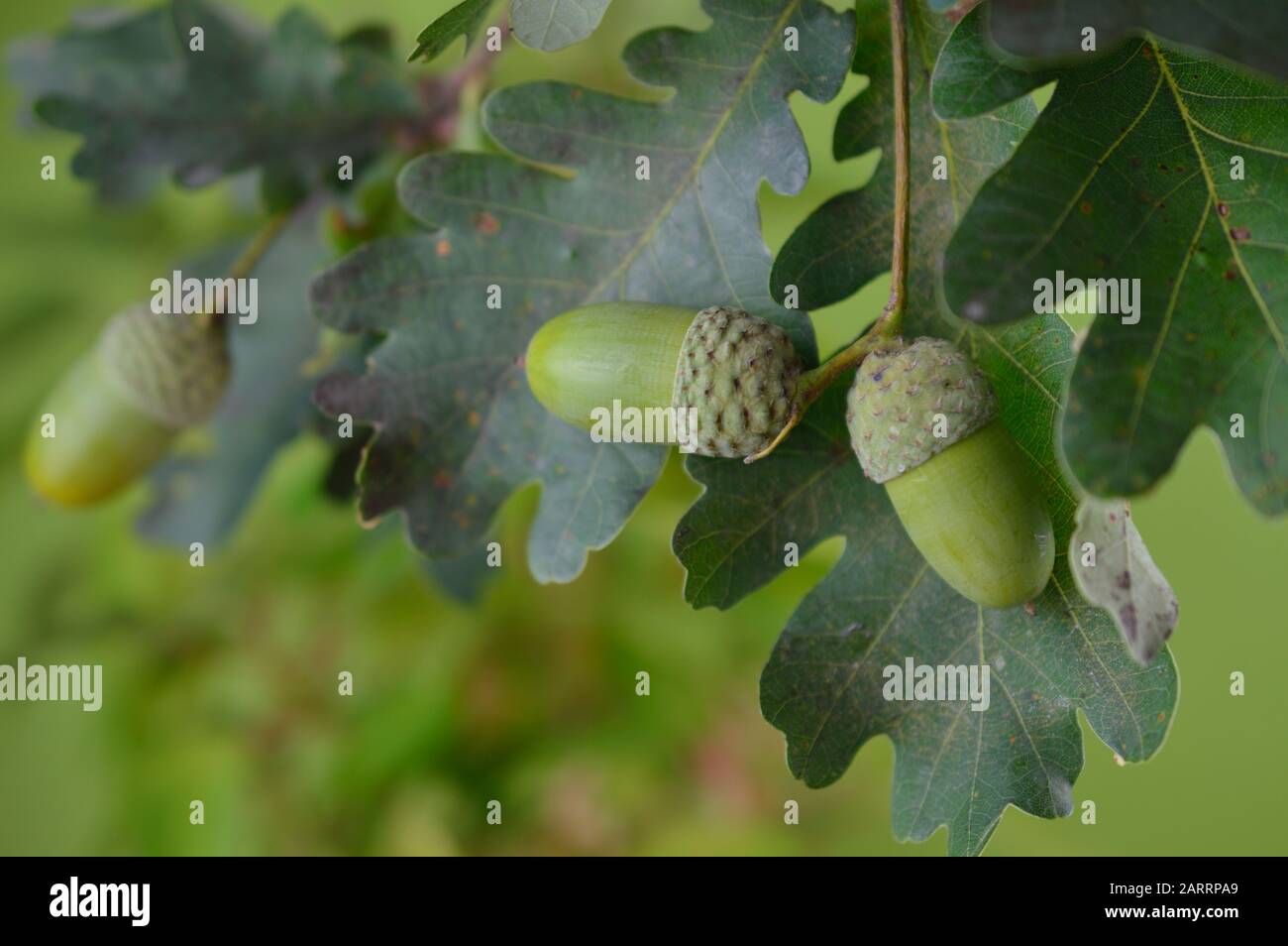Acorns and oak tree leaves hi-res stock photography and images - Alamy