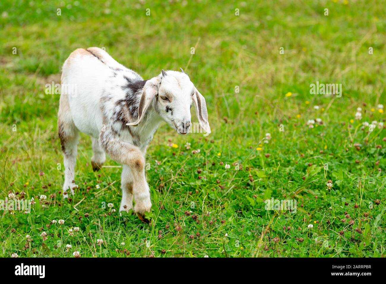Baby Goad with Horns walking on Grass Stock Photo - Alamy