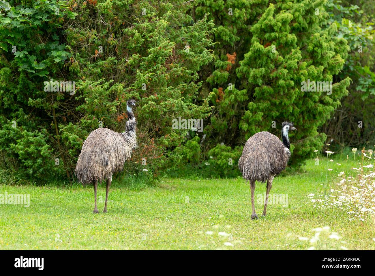 Emu walking hi-res stock photography and images - Alamy