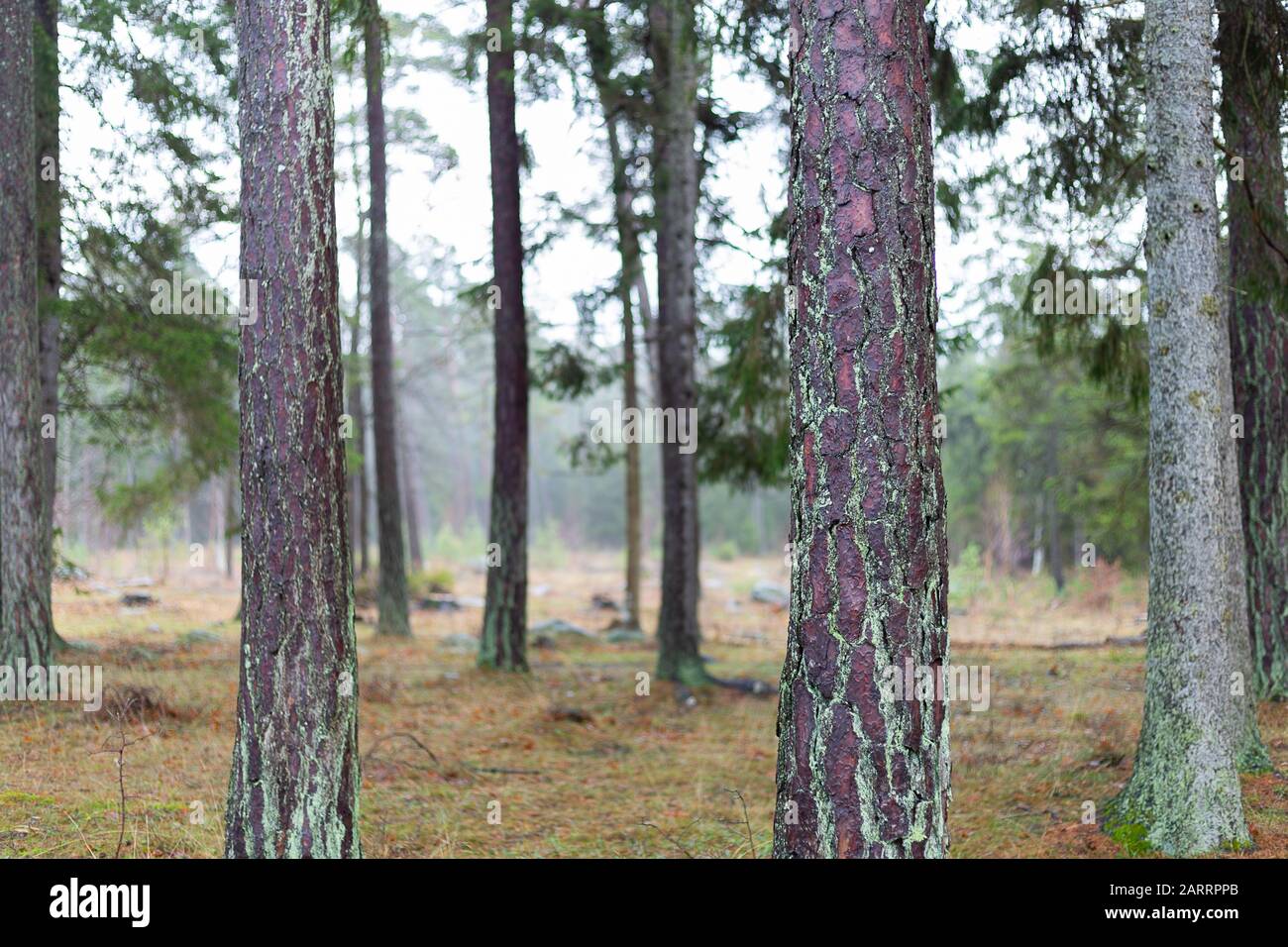 Pine tree trunks hi-res stock photography and images - Alamy