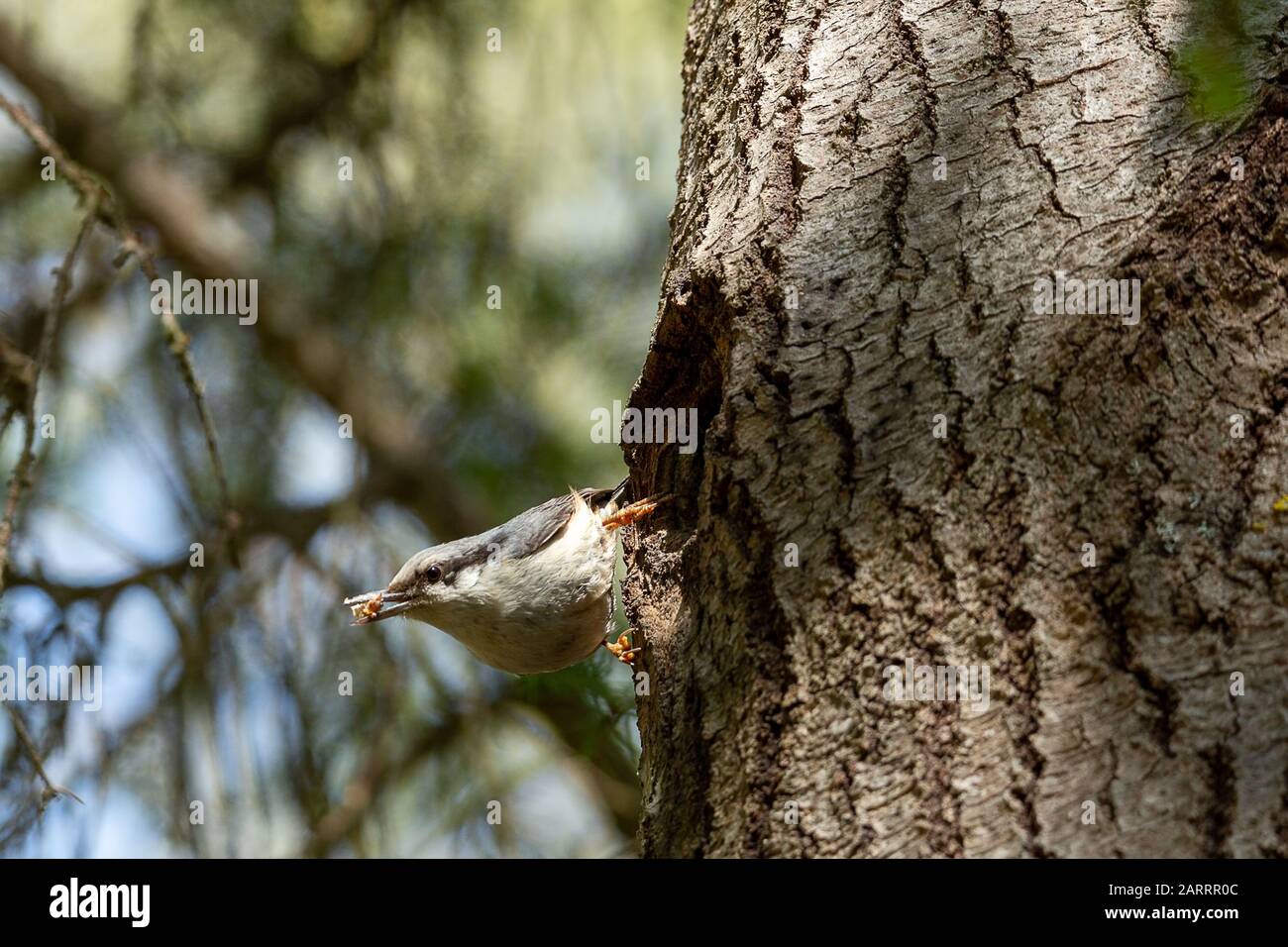 Eurasian Nuthatch with Food Standing on Tree Trunk Stock Photo - Alamy