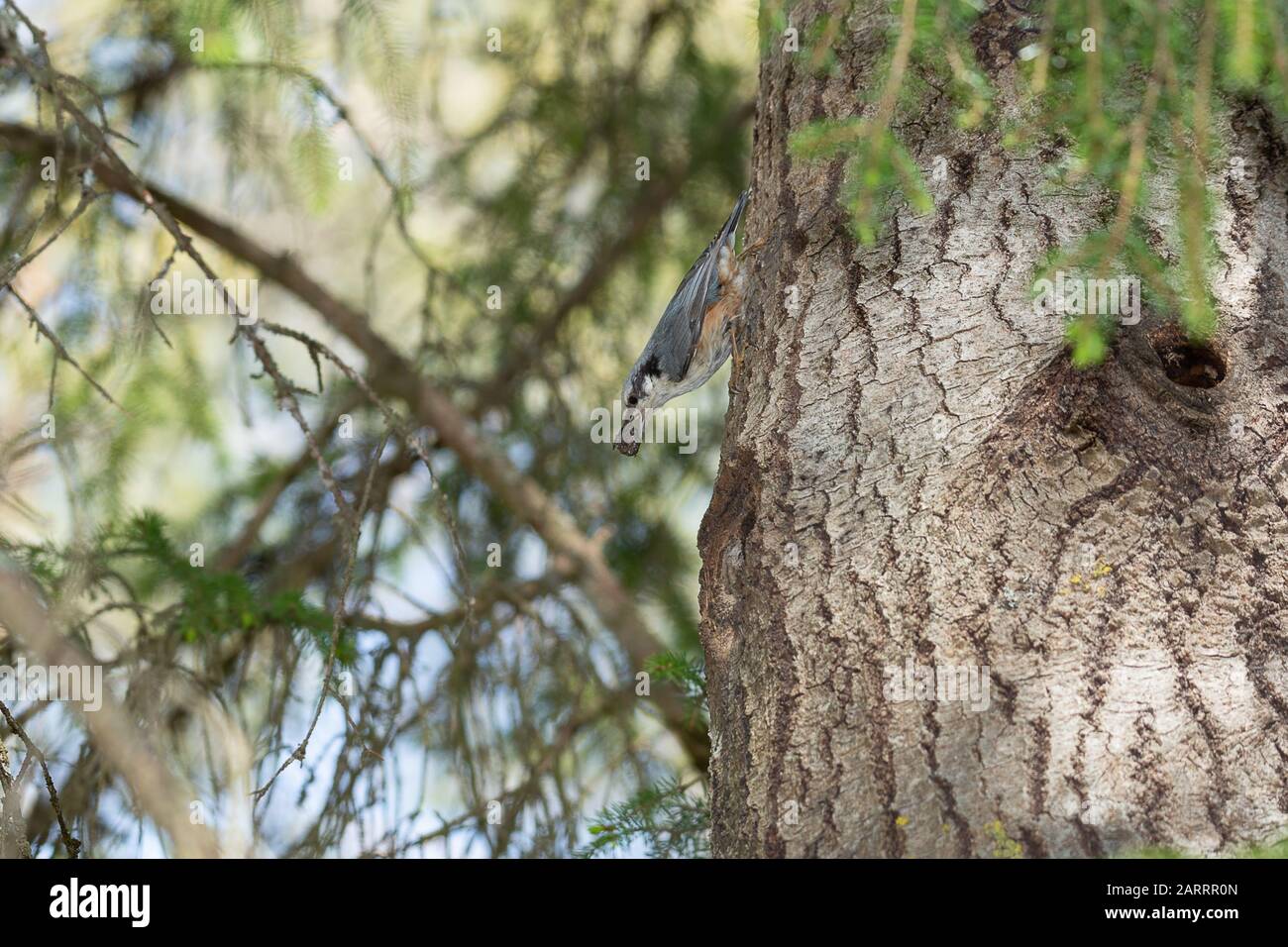 Eurasian Nuthatch with Food Standing on Tree Trunk Stock Photo - Alamy