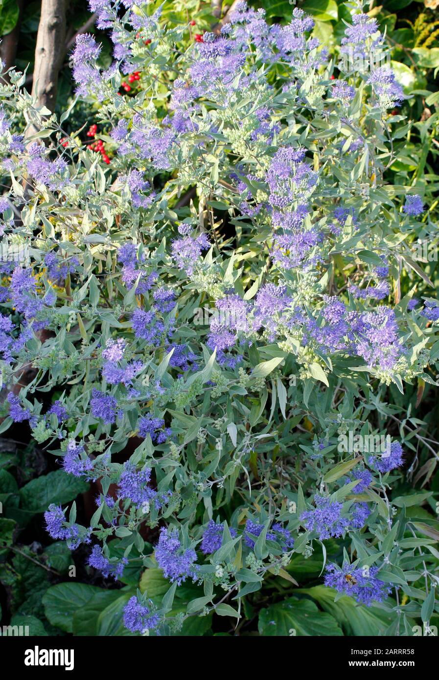 September mauve flowering shrub in English garden Stock Photo - Alamy