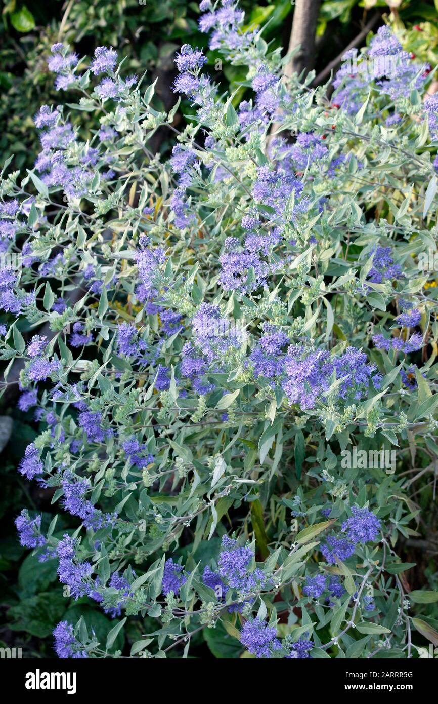 September mauve flowering shrub in English garden Stock Photo - Alamy