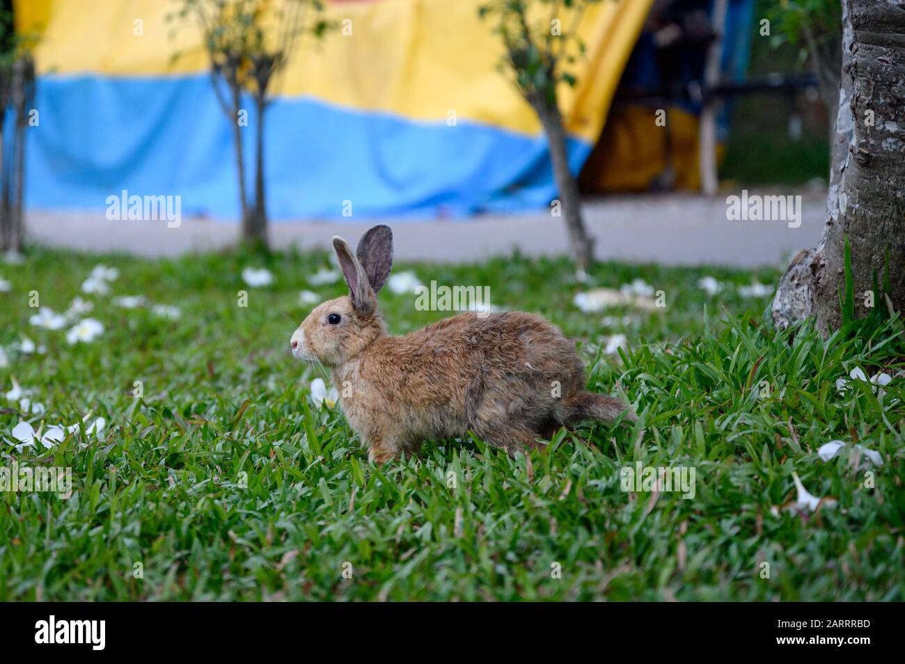 Shabby brown rabbit on grass with flowers in garden Stock Photo - Alamy