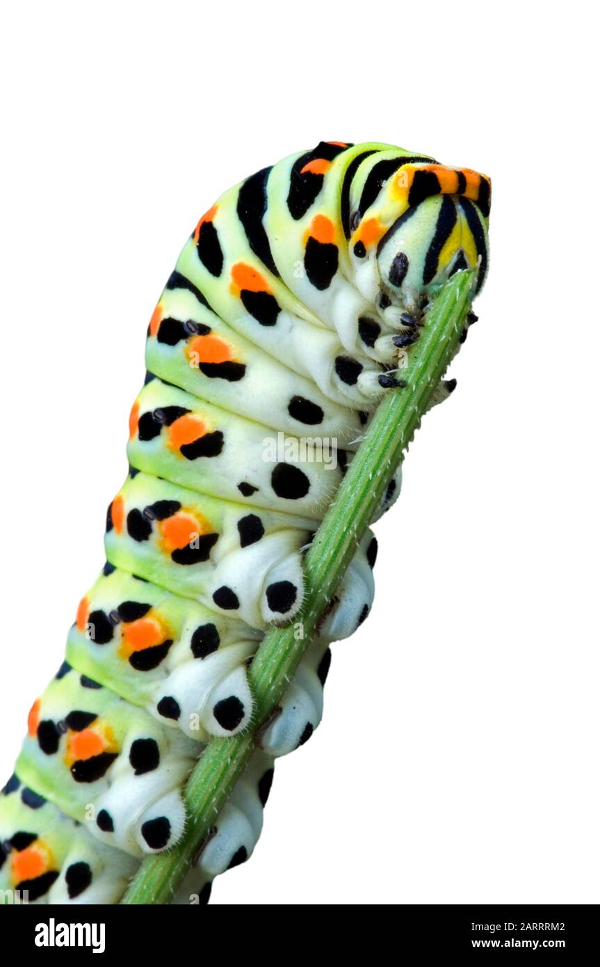 Caterpillar of common yellow swallowtail / Old World swallowtail butterfly (Papilio machaon ...