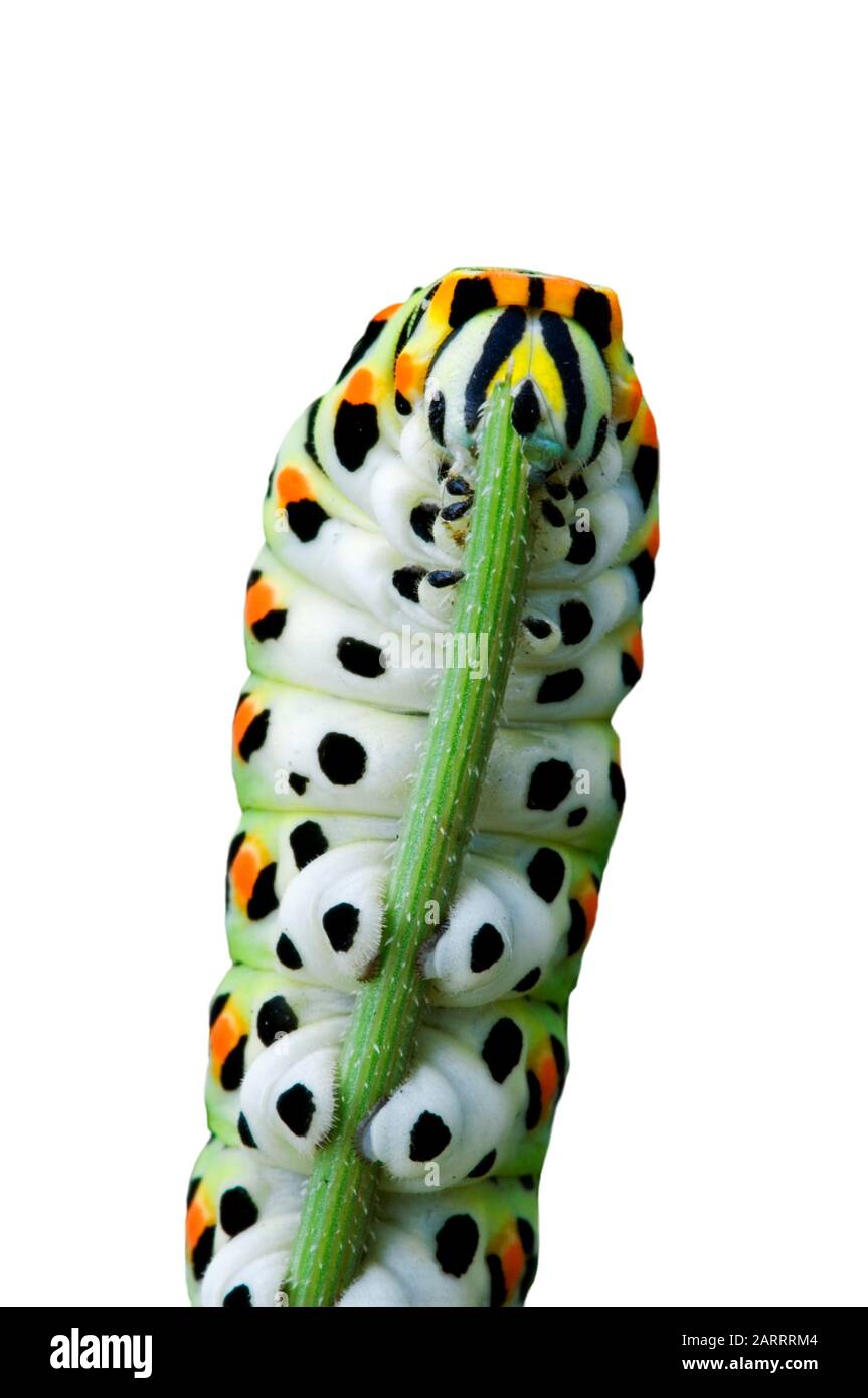 Caterpillar of common yellow swallowtail / Old World swallowtail butterfly (Papilio machaon ...