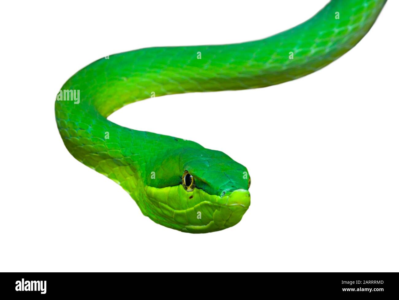 Green vine snake / flatbread snake (Oxybelis fulgidus) native to ...