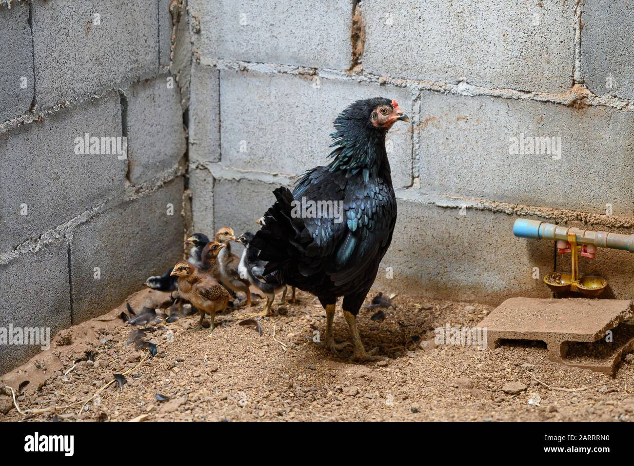 Hen with chicks raised in farm Stock Photo - Alamy
