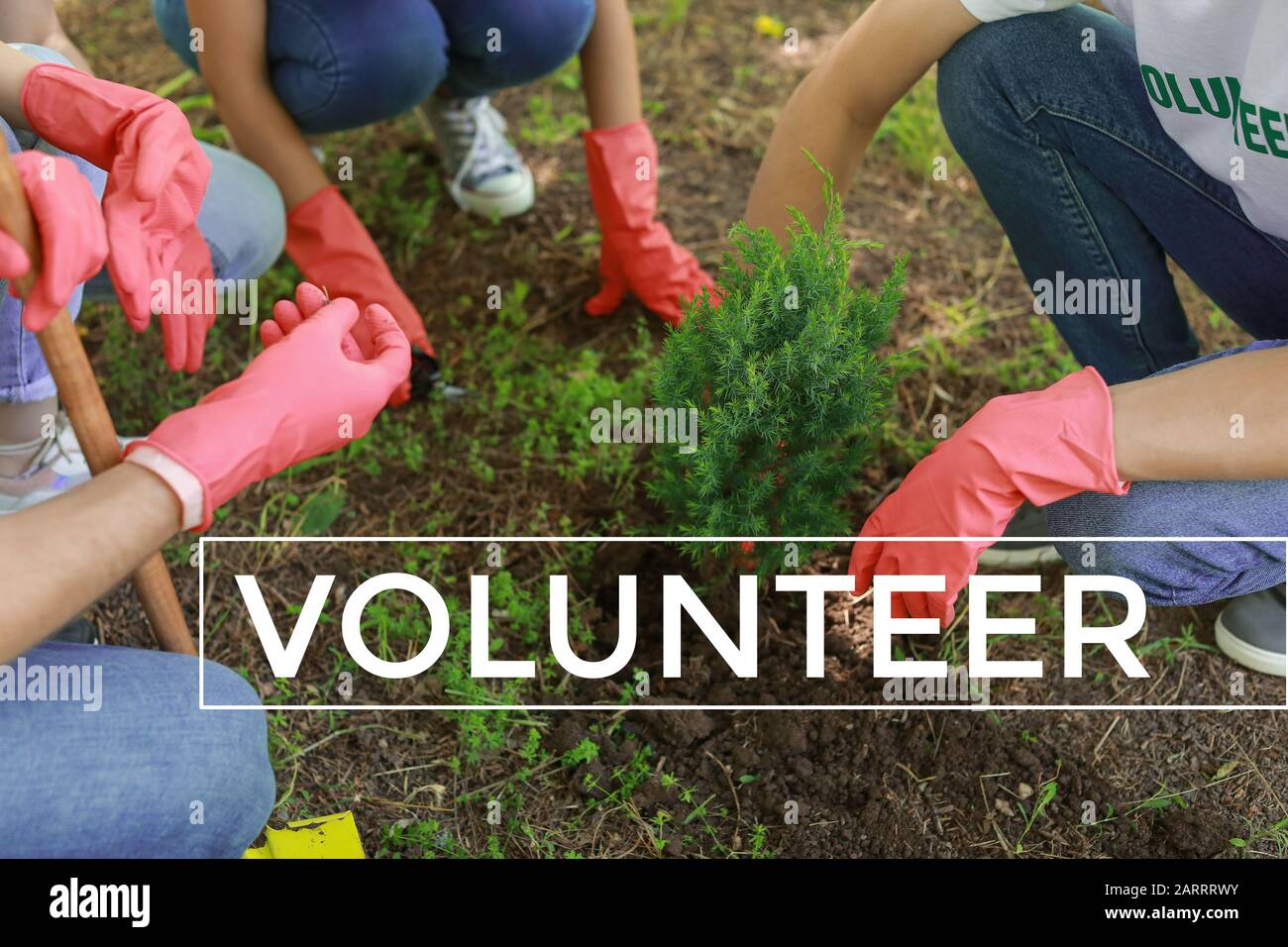 Group volunteers hands planting hi-res stock photography and images - Alamy