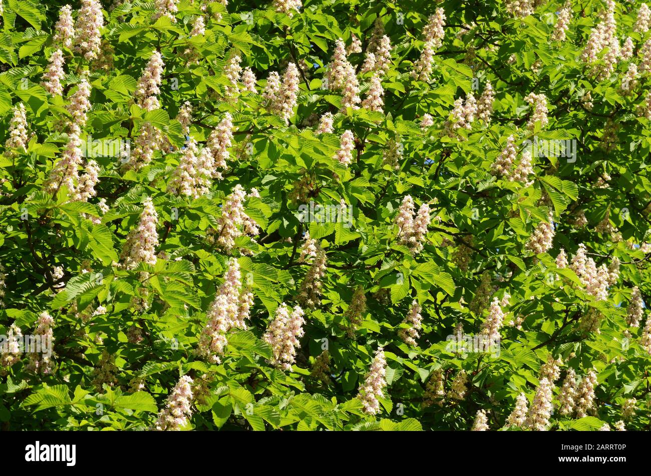 Chestnut blossom in spring.Beautiful shoots grow on a tree Stock Photo ...