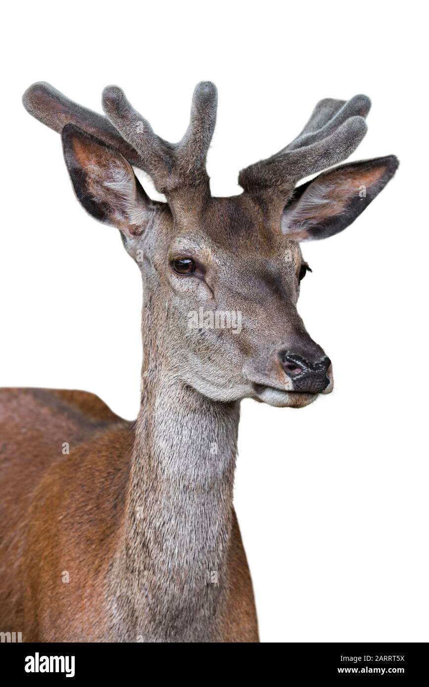 Close up of red deer stag (Cervus elaphus) with antlers covered in ...