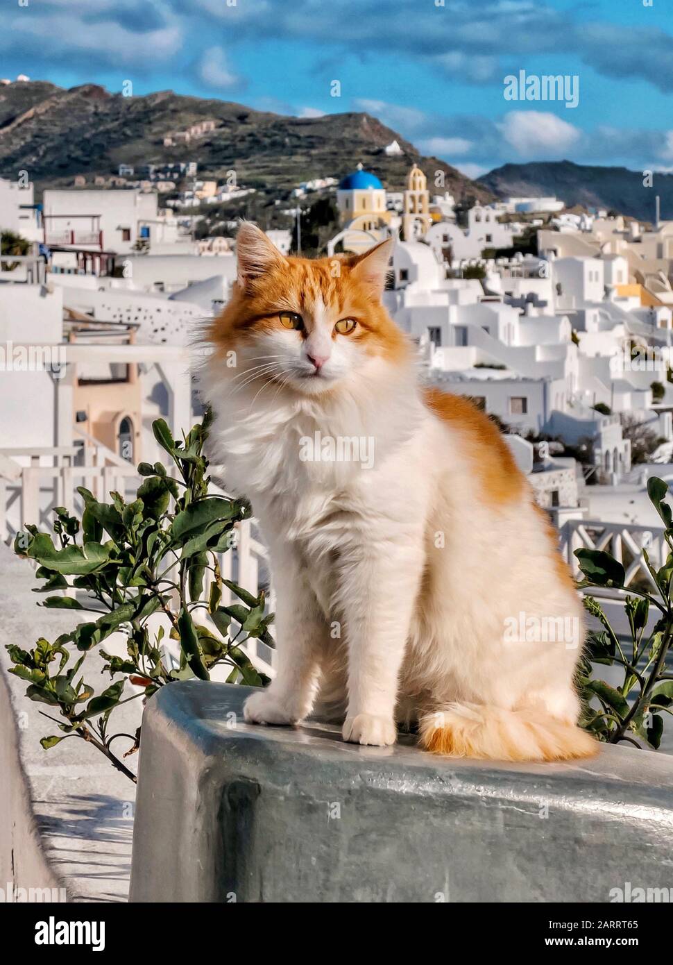 Oia cat hi-res stock photography and images - Alamy