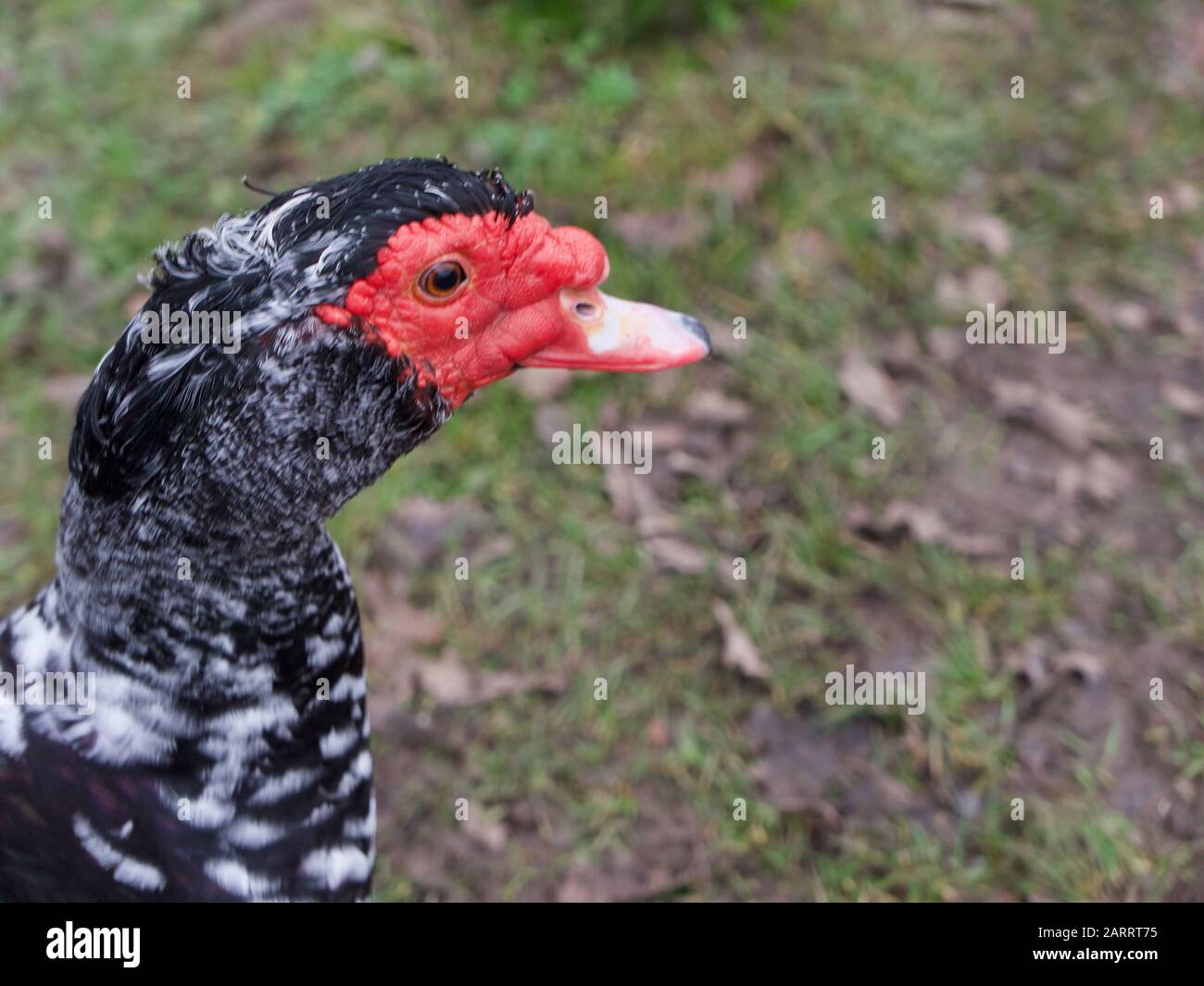 Turkey with black and white feathers and red face Stock Photo - Alamy
