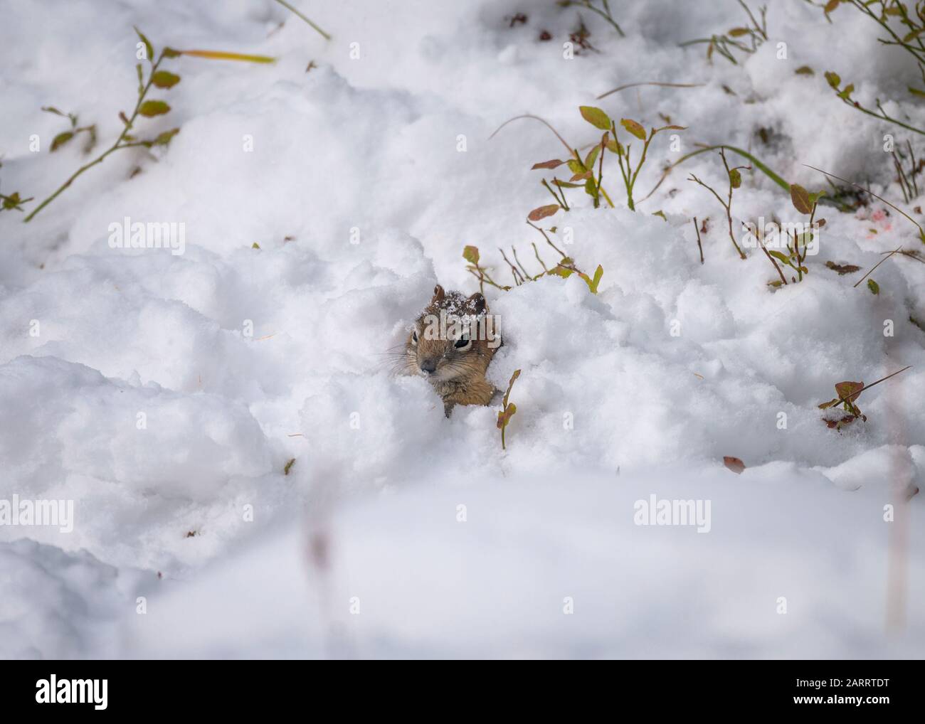 Brown Squirrel seek for food in snow pile Stock Photo - Alamy