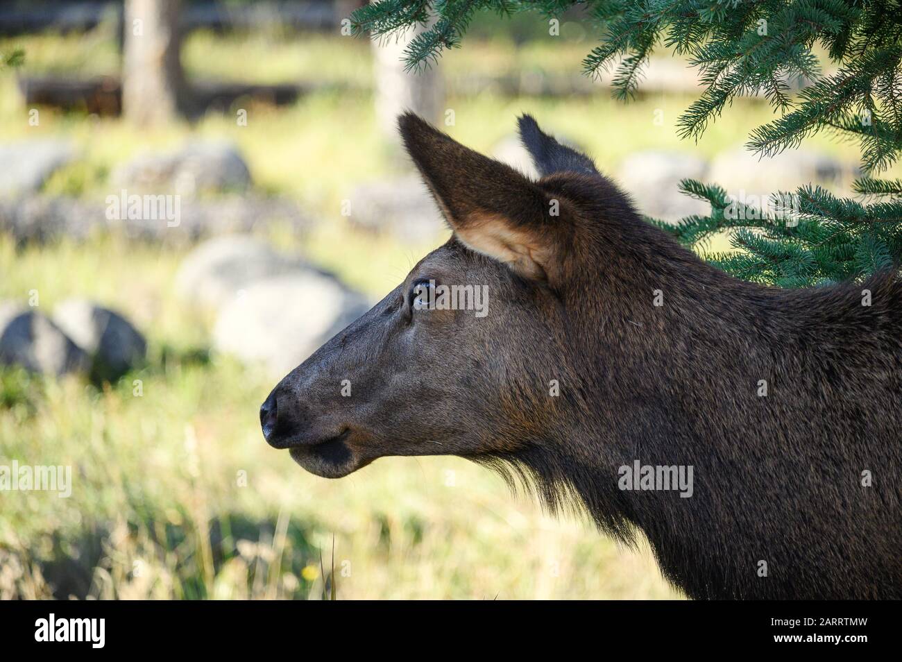 Close-up Side face of female Elk with pine tree in national park Stock ...