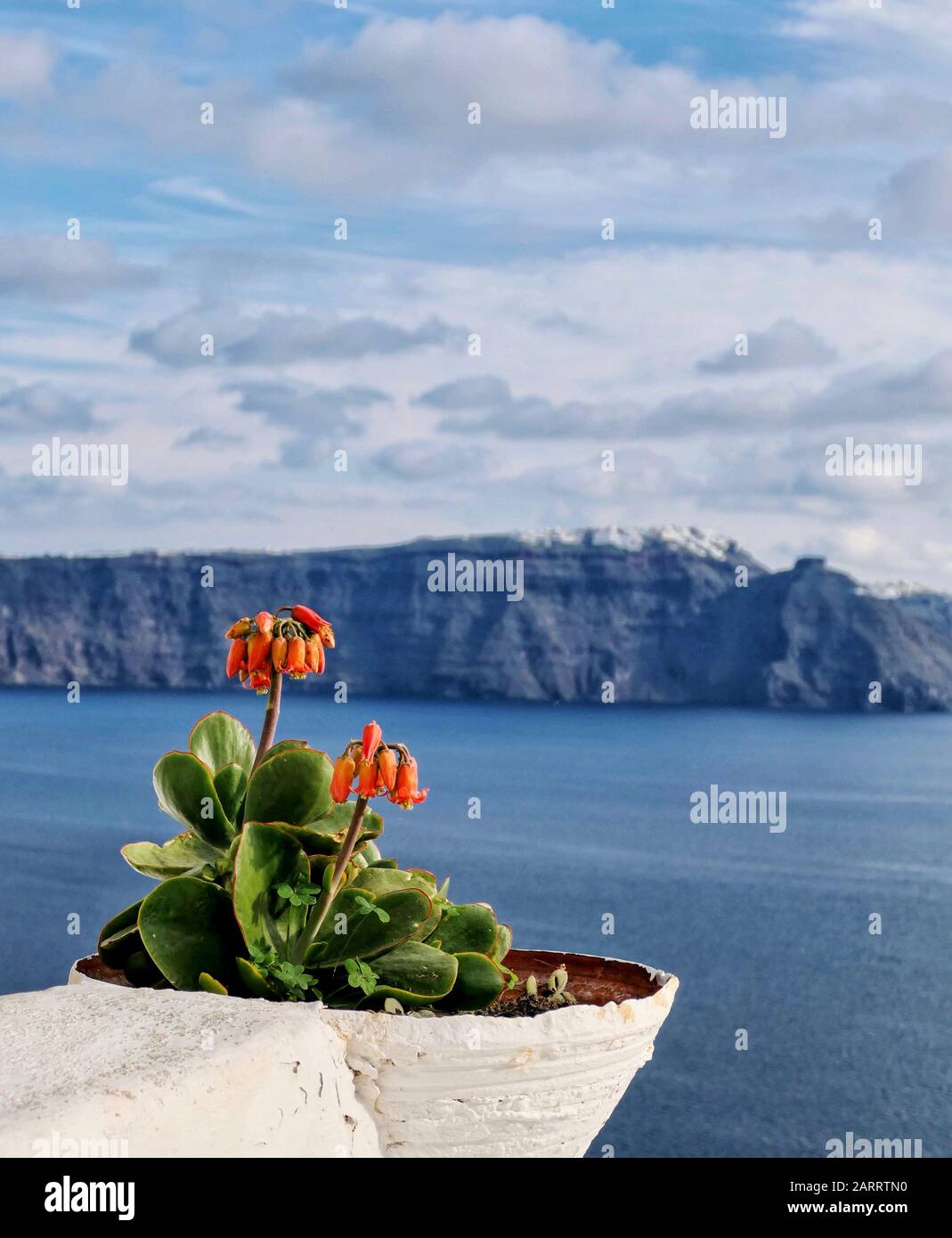 Flowers with a view Stock Photo - Alamy