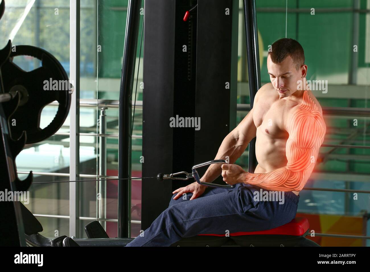 Male muscular anatomy hi-res stock photography and images - Alamy