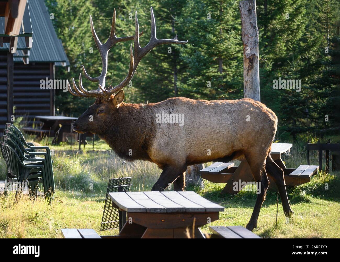 Largest Elk with horns walking through wooden lodge in forest on ...