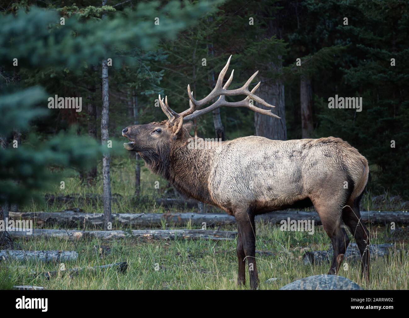 Largest Elk with horns bugling herd in forest at Jasper national park ...