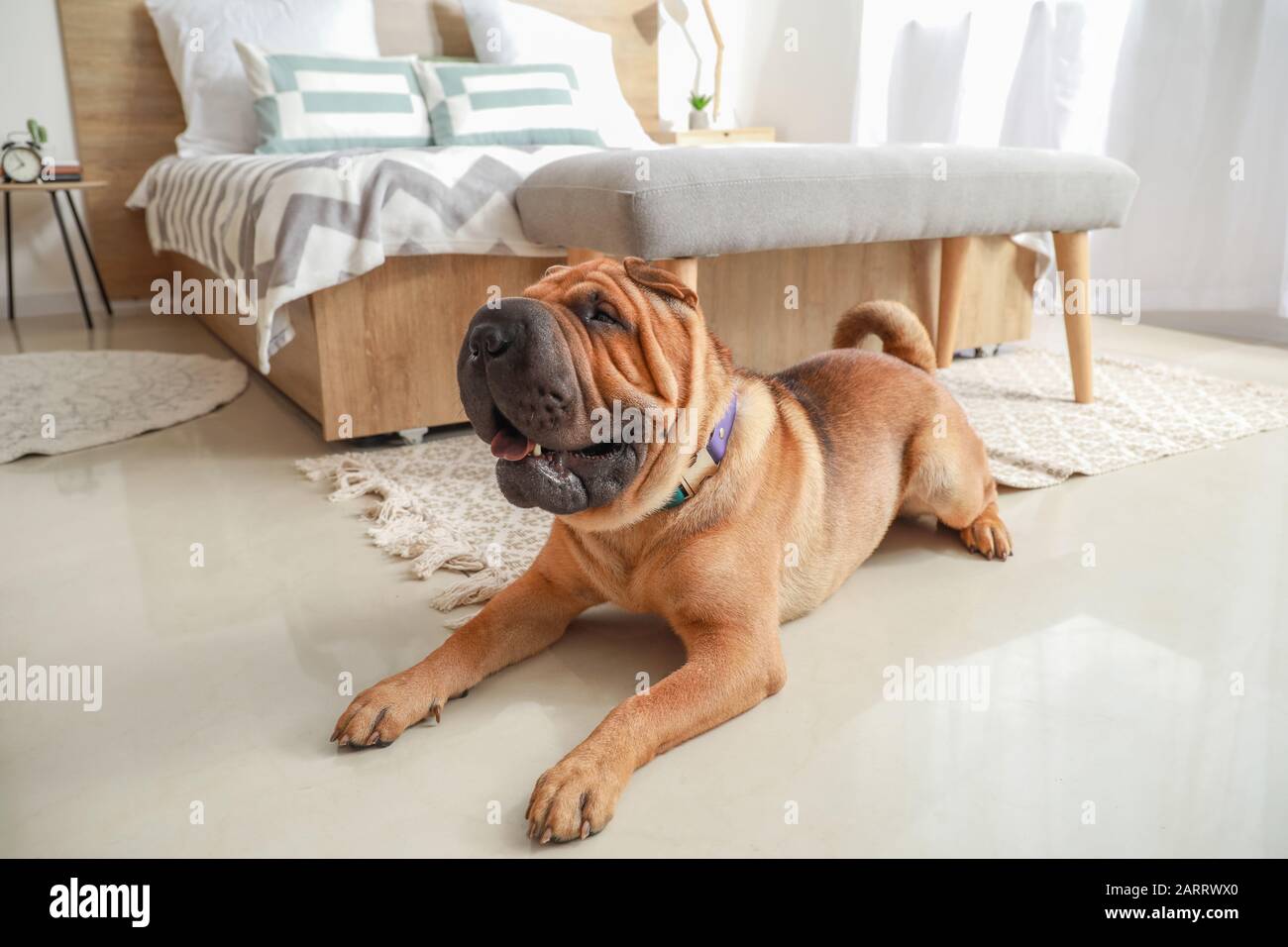 Cute Shar-Pei dog at home Stock Photo - Alamy