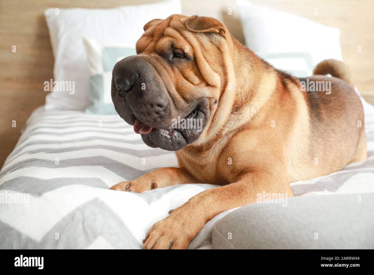 Cute Shar-Pei dog lying on bed at home Stock Photo - Alamy