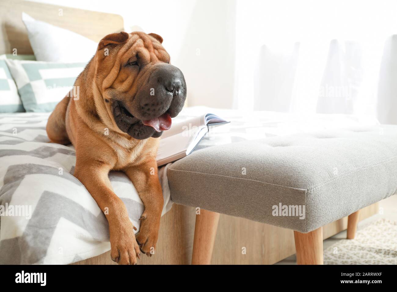 Cute Shar-Pei dog lying on bed at home Stock Photo - Alamy