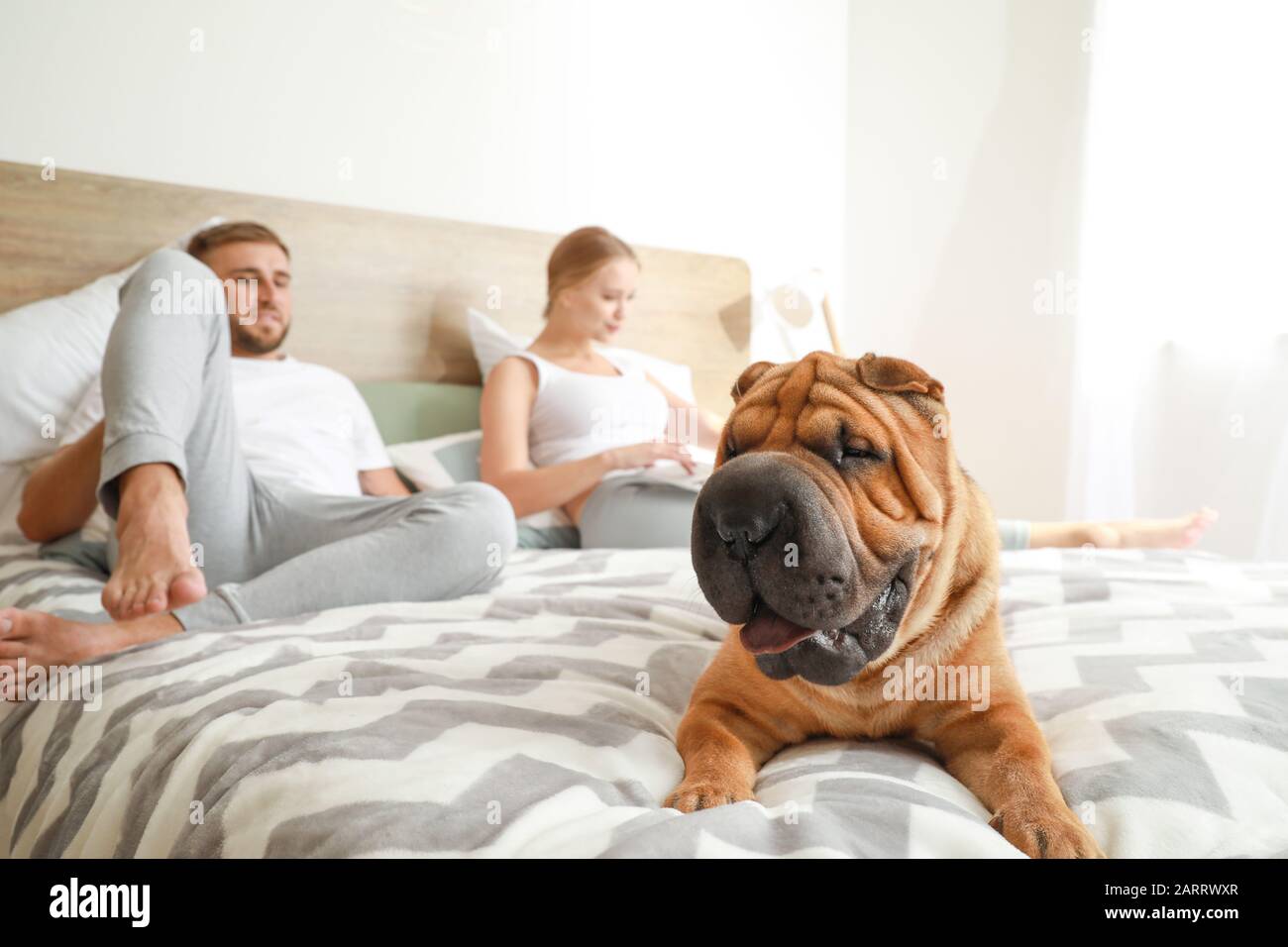 Cute Shar-Pei dog with owners on bed at home Stock Photo - Alamy