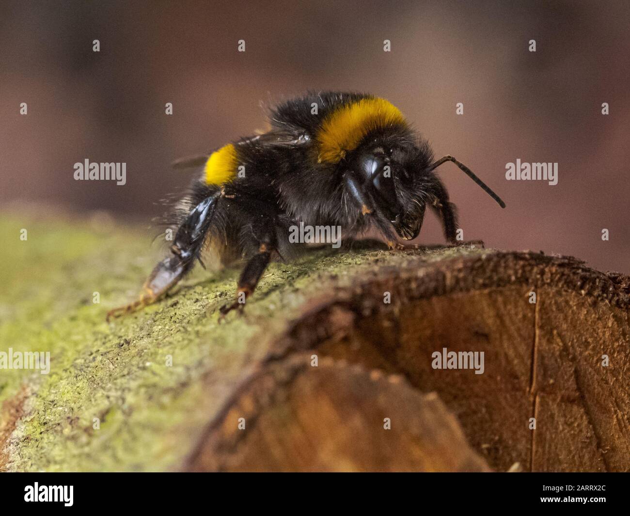 Close Up image of a Bumblebee on a log in Sydenham Hill Wood in South ...